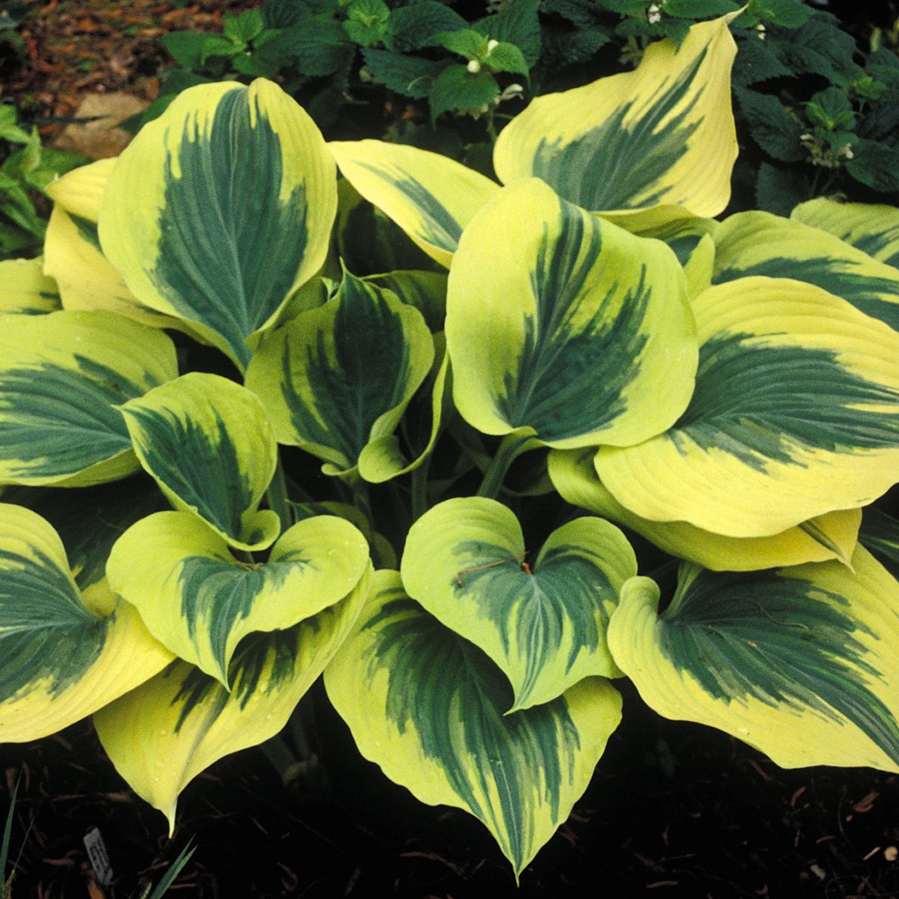 hosta Liberty