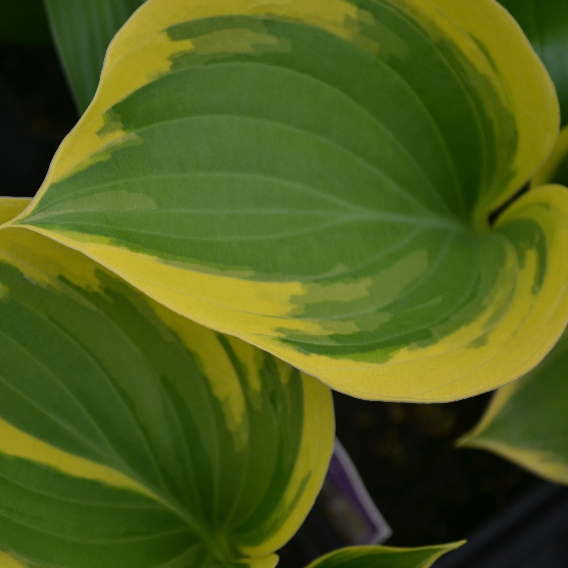 hosta Liberty