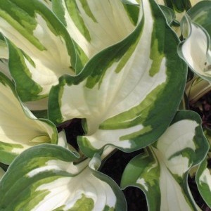 hosta Loyalist