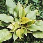 hosta Miss Ruby