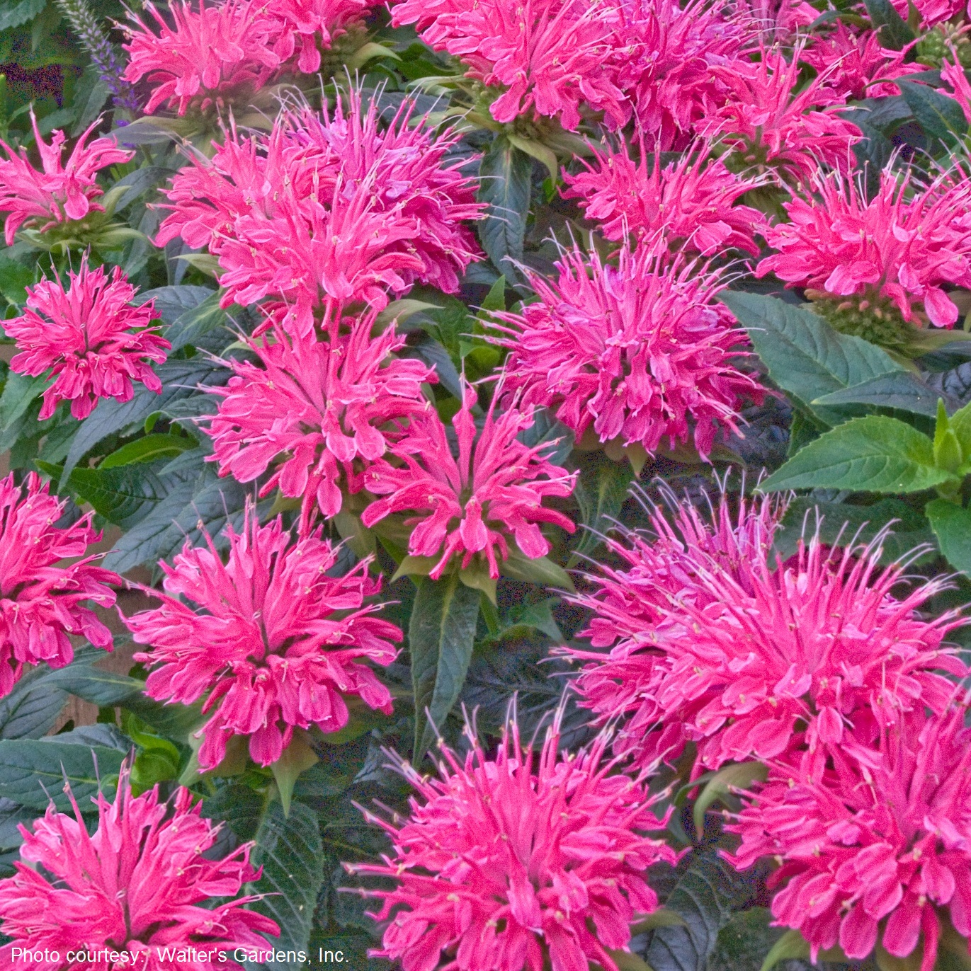 Monarda 'Pardon My Pink' Bee Balm