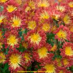 chrysanthemum Matchsticks