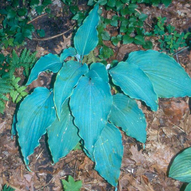 hosta Neptune