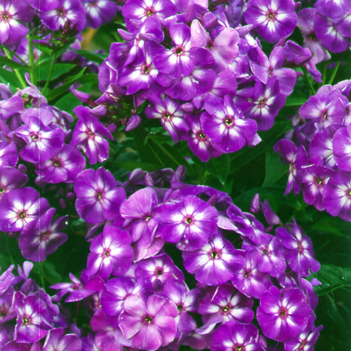 Phlox paniculata 'Laura'