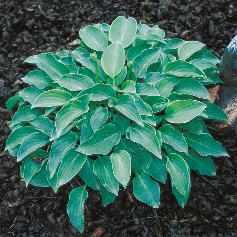 hosta Popo perennial nursery plant garden flower fertile mini