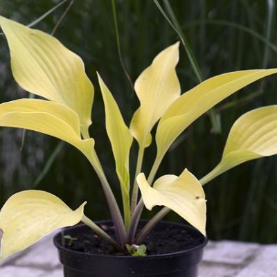 hosta Prairie Moon bright yellow silver Hansen