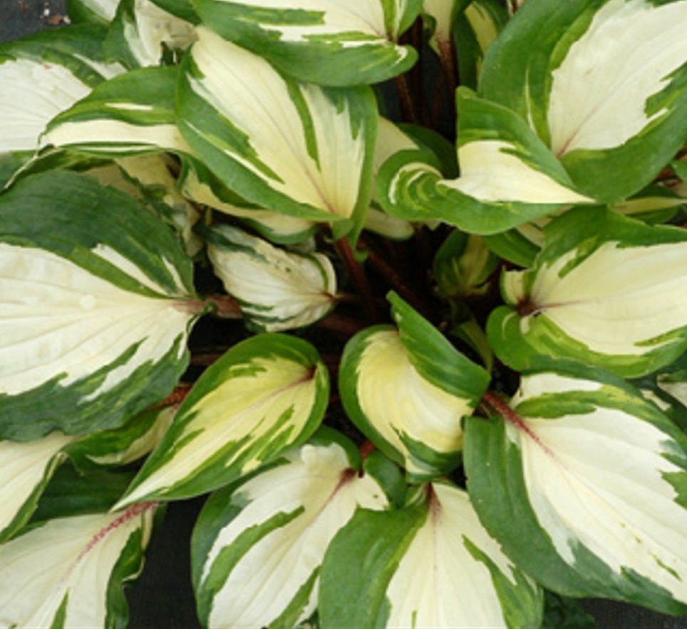 Hosta Raspberry Sundae