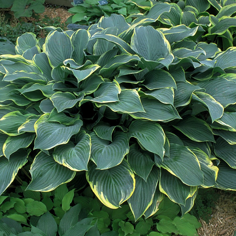 hosta Regal Splendor