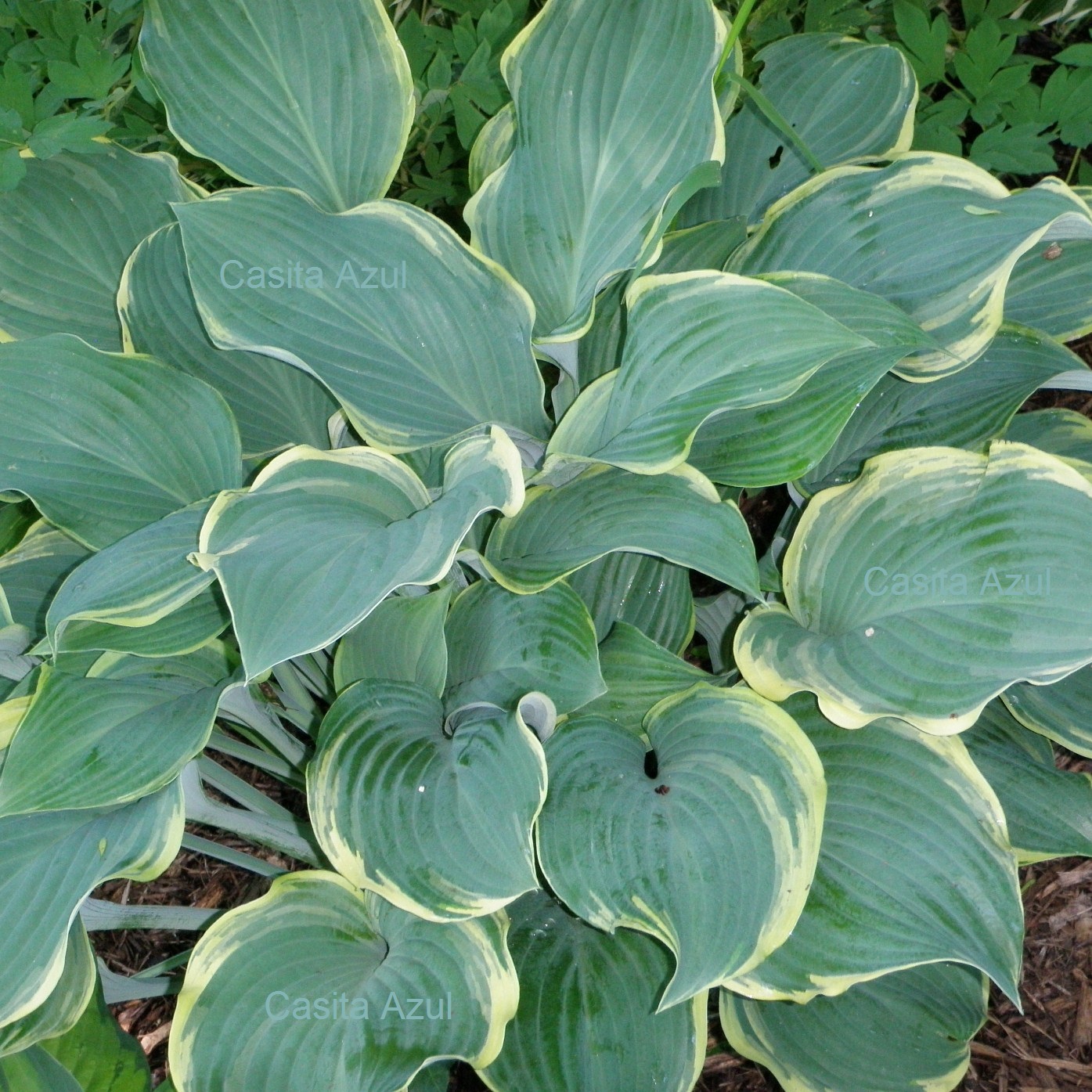 hosta Regal Splendor