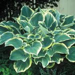 hosta Sagae