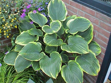 hosta Sagae