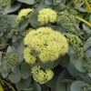 sedum stonecrop Autumn Joy