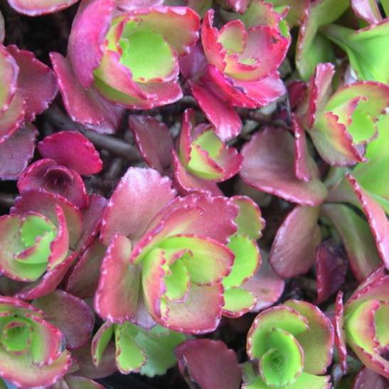 sedum Ruby Mantle