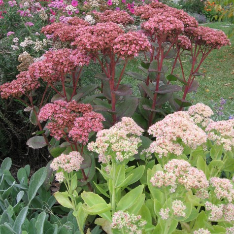 sedum stonecrop Autumn Joy