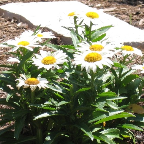 Leucanthemum shasta daisy Silver Princess mini dwarf perennial