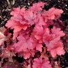 coral bells Lava Lamp heuchera