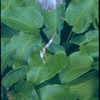 hosta Plum Nutty