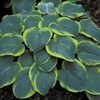 hosta Bulletproof