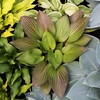 hosta Miss Ruby
