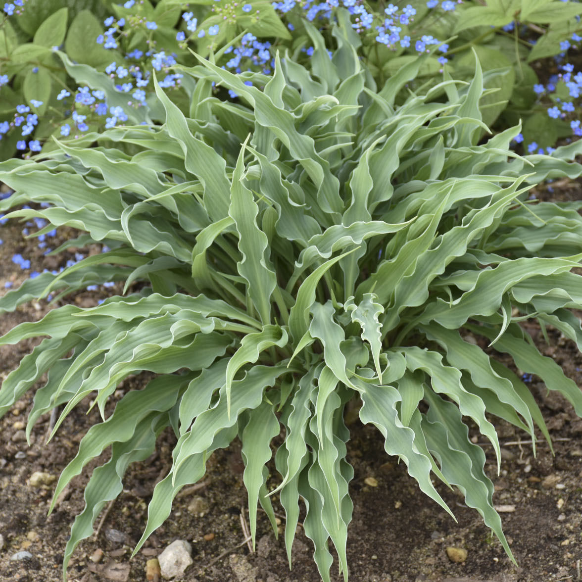 Hosta 'Silly String'