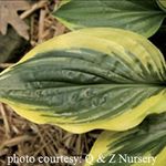hosta Swamp Thing