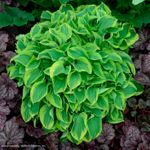 Hosta 'Wrinkle in Time'