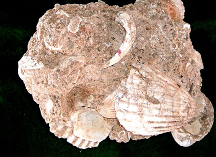 Sealife, Dynasaur & Mammal Fossils