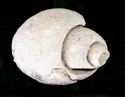 Sealife, Dynasaur & Mammal Fossils