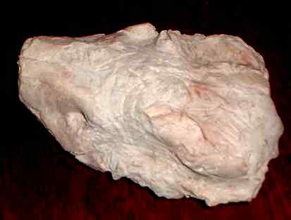 Sealife, Dynasaur & Mammal Fossils