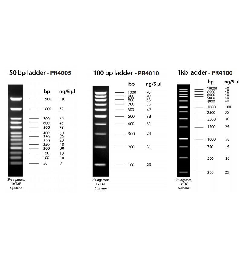Accuris SmartCheck™ 1kb DNA Ladder, 500µl / 100 lanes, PR4100-100