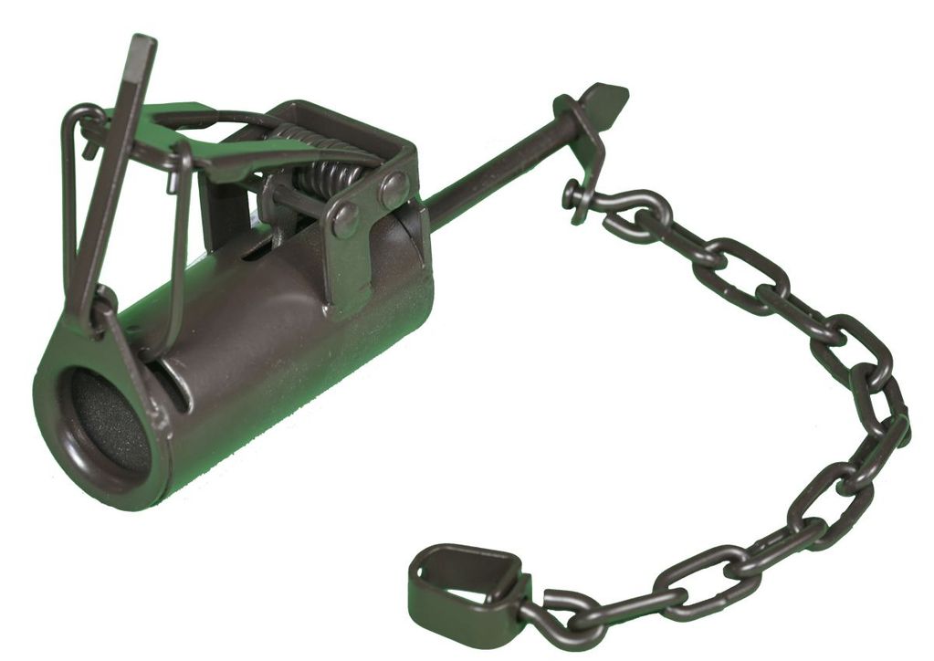 Coon In Dp Coon Trap