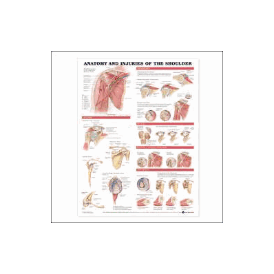 Anatomical Chart Anatomy And Injuries Of The Shoulder - Chart, Anatomy ...