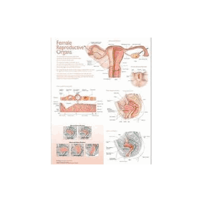 Anatomical Chart Atlas Of Anatomy Female Reproductive Organs - Chart ...