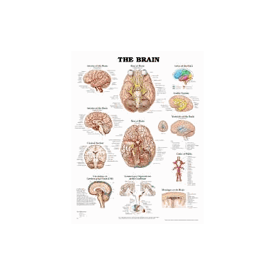 Anatomical Chart Brain - Chart, The Brain - Anatomical Chart Company