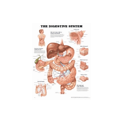 Anatomical Chart Digestive System - Chart, Digestive System Lite Lam ...