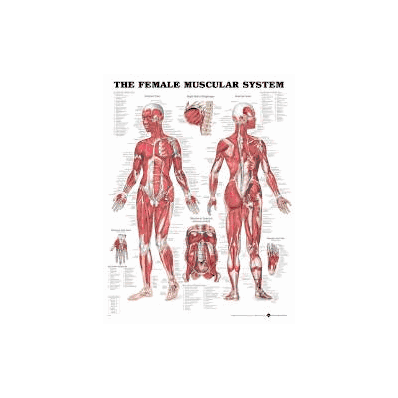 Anatomical Chart Female Muscular System - Chart, Female Muscular System ...