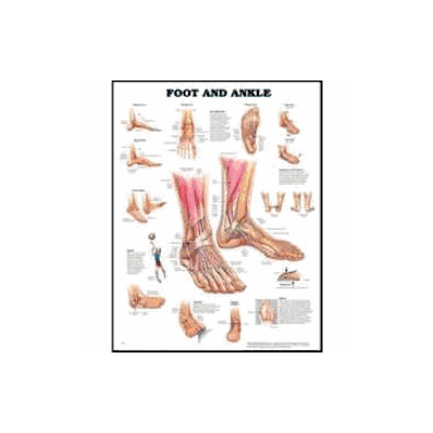 Anatomical Chart Foot And Ankle - Chart, Anatomical Foot & Ankl W/Styrene Plas - Anatomical ...