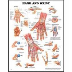Anatomical Chart Hand And Wrist - Chart, Anatomical Hnd & Wrist W ...