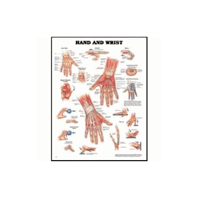 Anatomical Chart Hand And Wrist - Chart, Anatomical Hnd & Wrist W ...