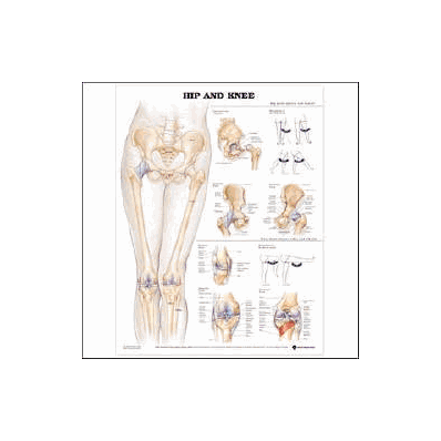 Anatomical Chart Hip And Knee - Chart, Anatomical Hip & KneE W/Styrene ...
