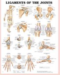 Anatomical Chart Spine Disorders - Chart, Anatomical Human Spine ...