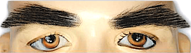 Bushy Eyebrows - 100% Human Hair - Glue On - FAKE BEARDS MUSTACHES ...