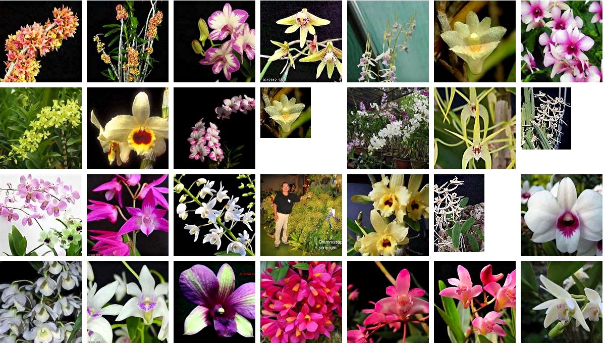 Dendrobiums
