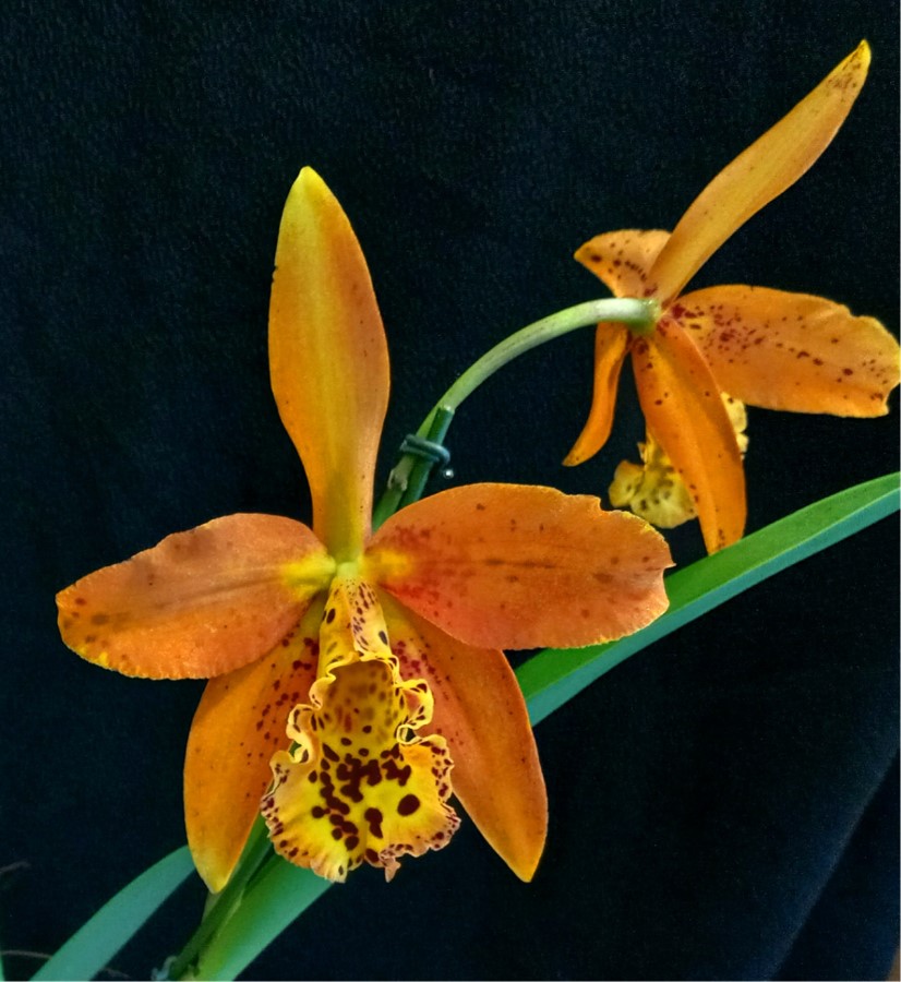Rhyncobrassoleya Copper Queen 'H&R' (2.5" pot blooming size)