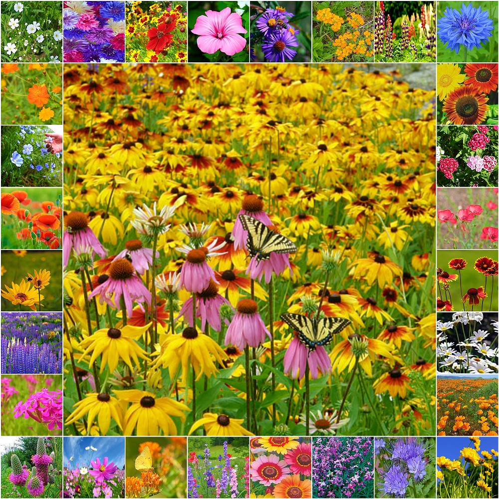 Wildflower Seeds, Flower Bulbs, Perennials | Vermont Wildflower Farm