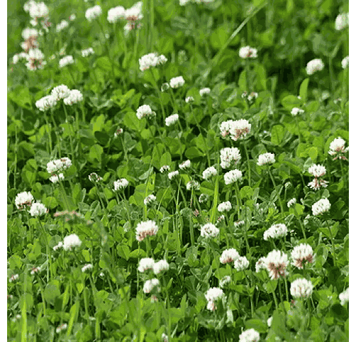 White Clover Growing Conditions