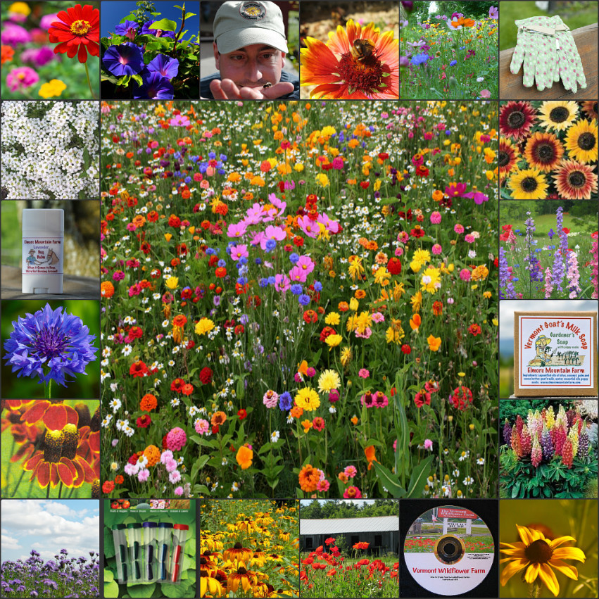 Wildflower Seeds, Flower Bulbs, Perennials | Vermont Wildflower Farm