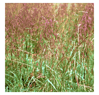 Tridens Flavus
