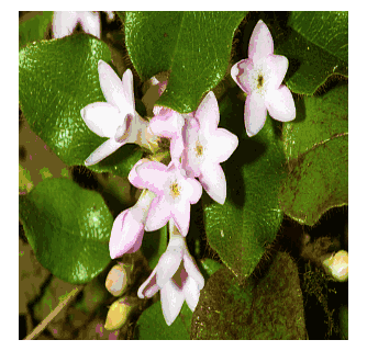 Mayflower Flower Facts