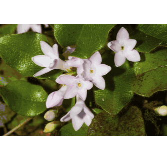 Mayflower Plant Seeds